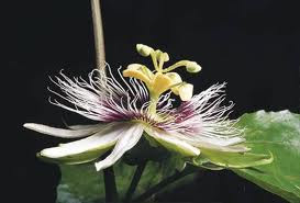 El Medio Ambiente, un mundo maravilloso: FLORA EN COLOMBIA